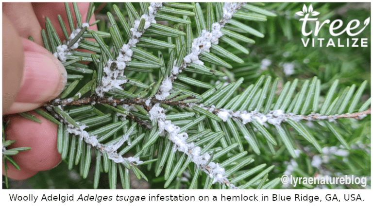 10 Different Types of Hemlock Trees & Identifying Features