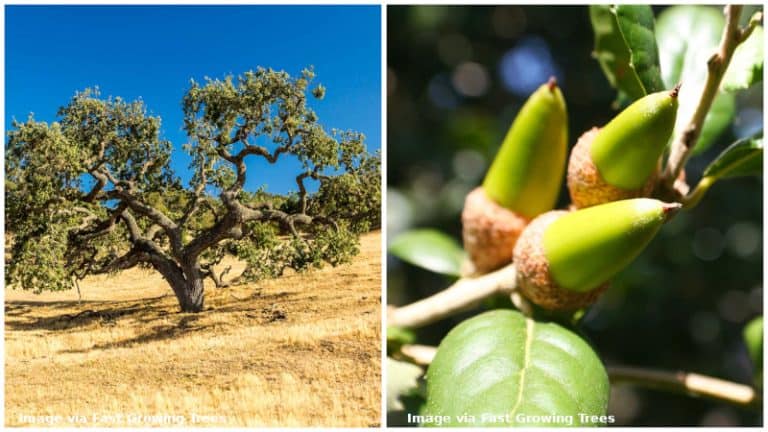 36 Different Types of Oak Trees & Their Identifying Features