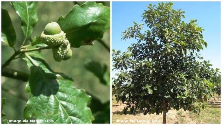 36 Different Types of Oak Trees & Their Identifying Features