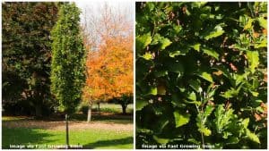 36 Different Types of Oak Trees & Their Identifying Features