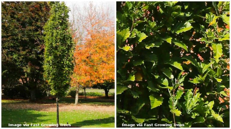 36 Different Types of Oak Trees & Their Identifying Features