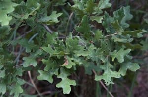 36 Different Types of Oak Trees & Their Identifying Features
