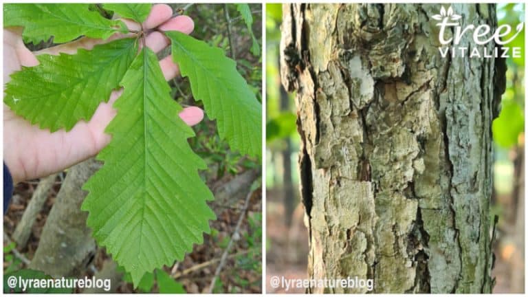 36 Different Types of Oak Trees & Their Identifying Features