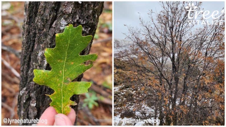 36 Different Types of Oak Trees & Their Identifying Features