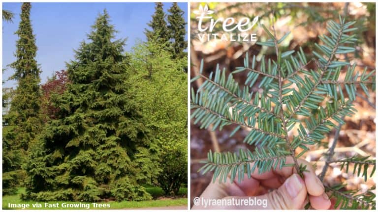 10 Different Types of Hemlock Trees & Identifying Features