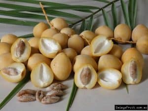 8 Different Types of Date Palms & Their Identifying Features