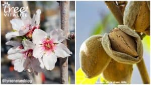 12 Different Types of Almond Trees & Identifying Features