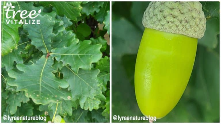 36 Different Types of Oak Trees & Their Identifying Features