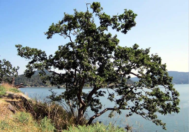 36 Different Types of Oak Trees & Their Identifying Features
