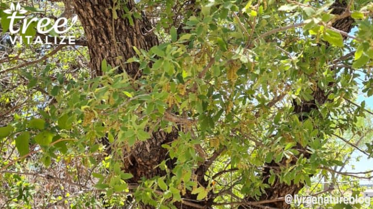 36 Different Types of Oak Trees & Their Identifying Features