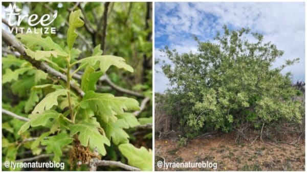 36 Different Types of Oak Trees & Their Identifying Features