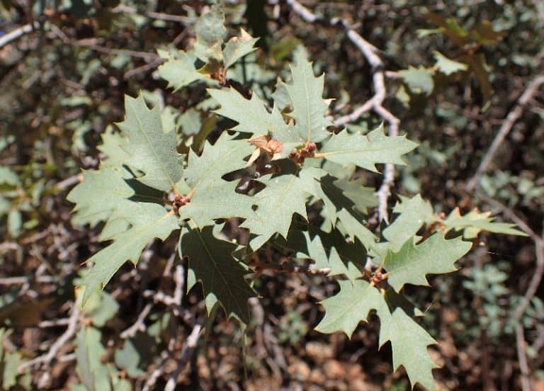 36 Different Types of Oak Trees & Their Identifying Features