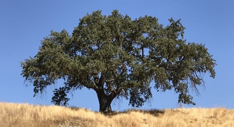 36 Different Types of Oak Trees & Their Identifying Features