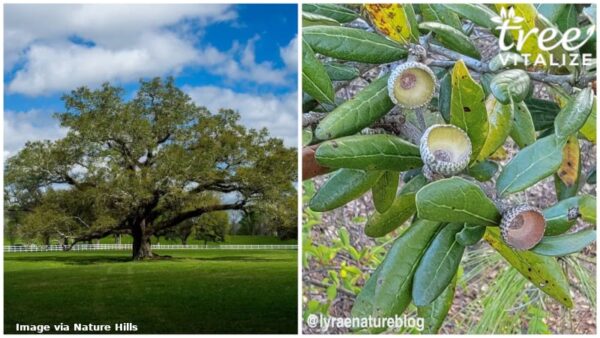 36 Different Types of Oak Trees & Their Identifying Features