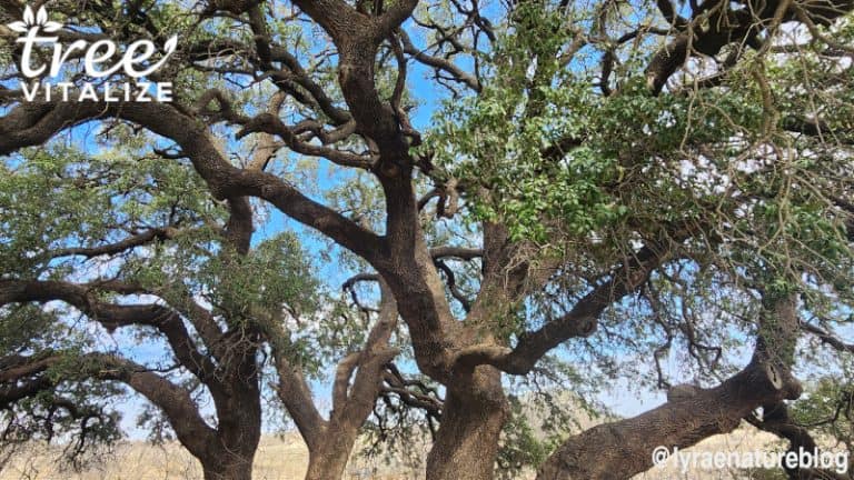 36 Different Types of Oak Trees & Their Identifying Features