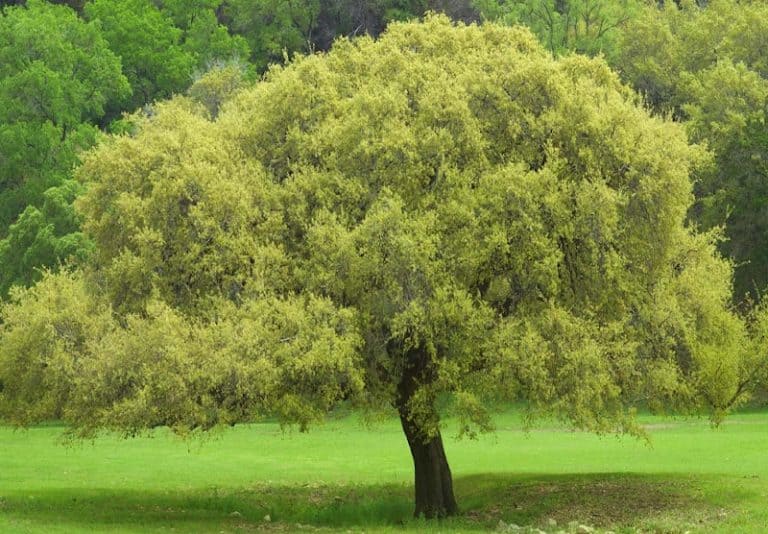 36 Different Types of Oak Trees & Their Identifying Features