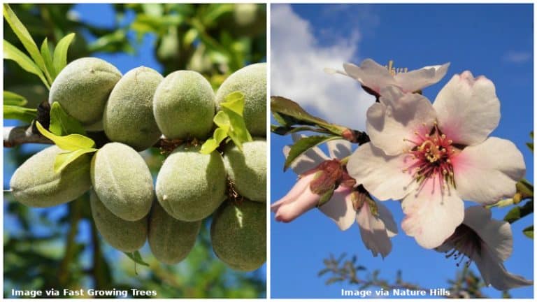 12 Different Types of Almond Trees & Identifying Features