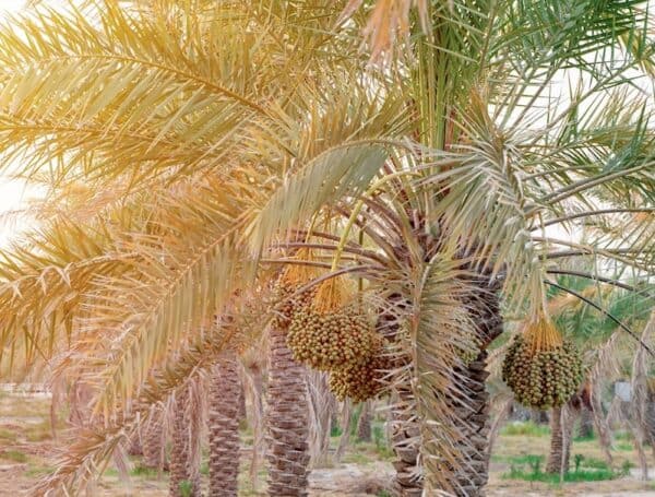 8 Different Types of Date Palms & Their Identifying Features