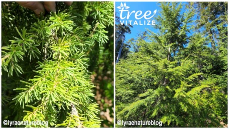 10 Different Types of Hemlock Trees & Identifying Features