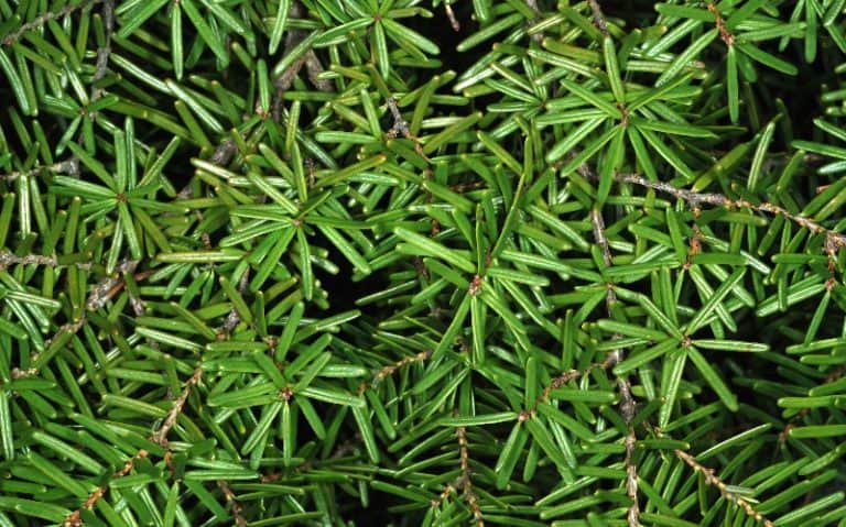 10 Different Types of Hemlock Trees & Identifying Features