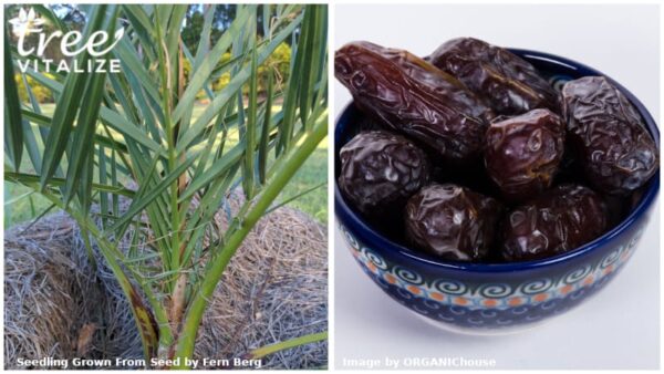 8 Different Types of Date Palms & Their Identifying Features
