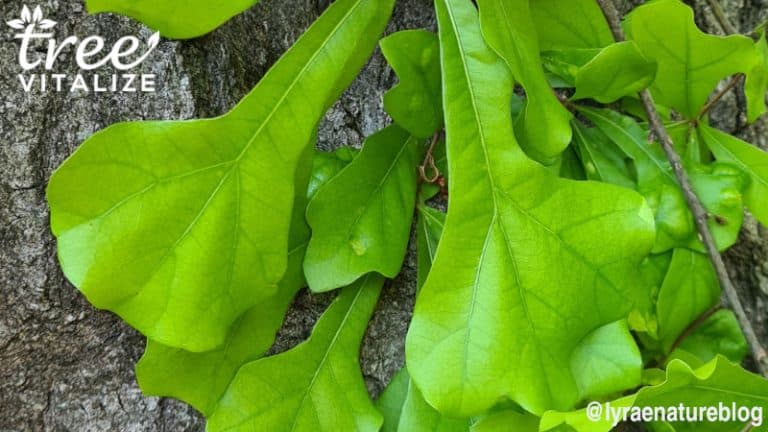 36 Different Types of Oak Trees & Their Identifying Features