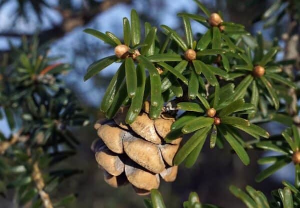 10 Different Types of Hemlock Trees & Identifying Features