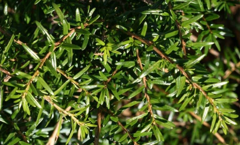 10 Different Types of Hemlock Trees & Identifying Features