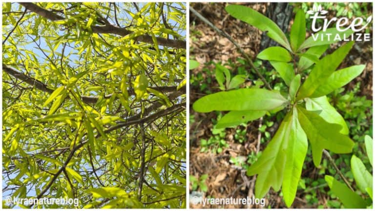 36 Different Types of Oak Trees & Their Identifying Features
