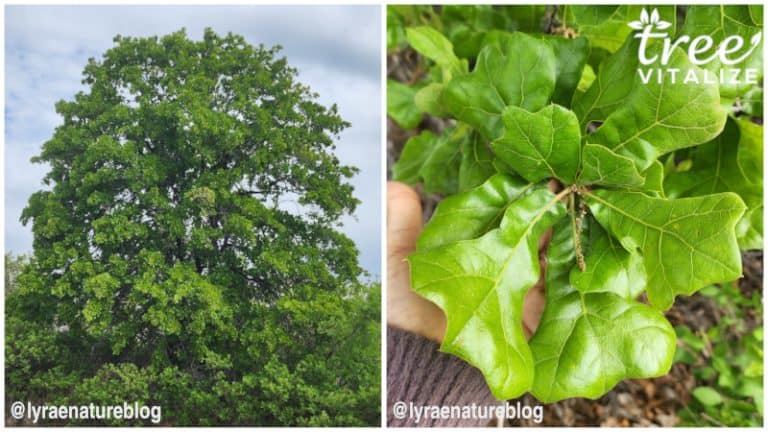 36 Different Types of Oak Trees & Their Identifying Features