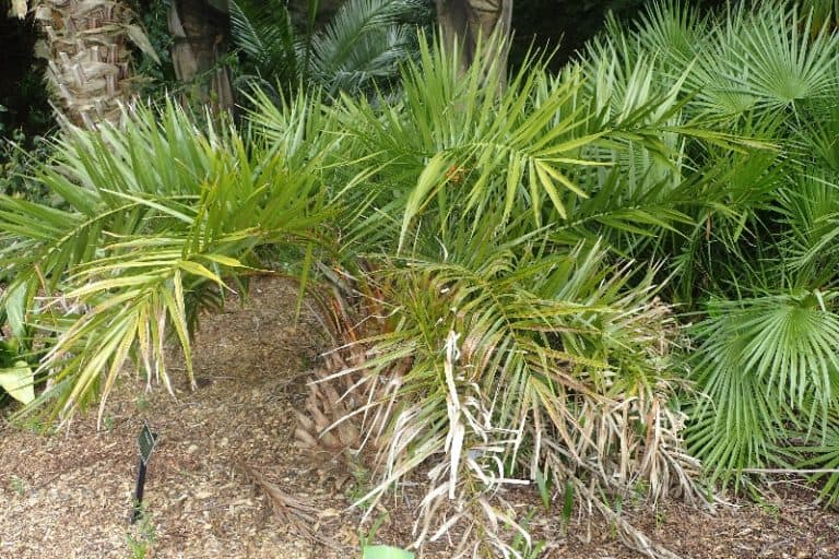 8 Different Types of Date Palms & Their Identifying Features