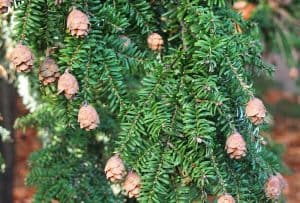 10 Different Types of Hemlock Trees & Identifying Features