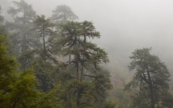 10 Different Types of Hemlock Trees & Identifying Features