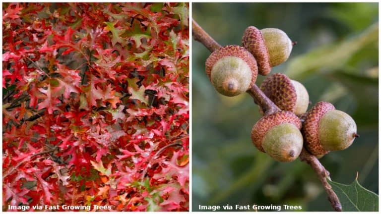 36 Different Types of Oak Trees & Their Identifying Features