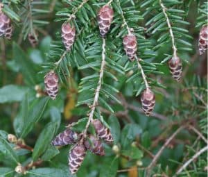 10 Different Types of Hemlock Trees & Identifying Features