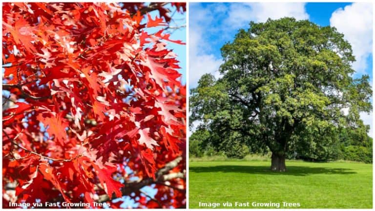 36 Different Types of Oak Trees & Their Identifying Features