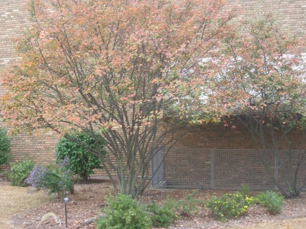 27 Best Trees to Plant in Indiana - Common & Native Varieties