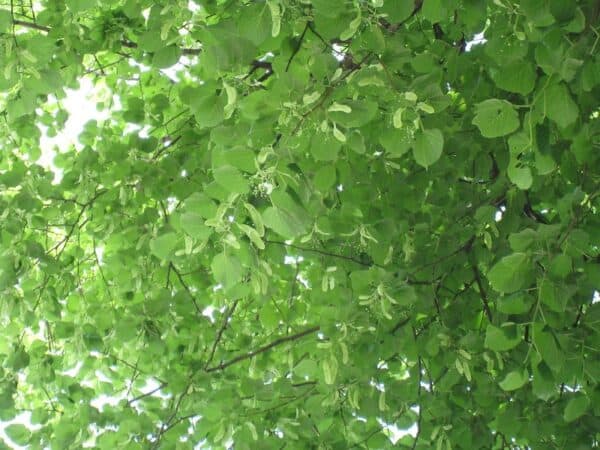 28 Best Common & Native Trees that Grow in Virginia