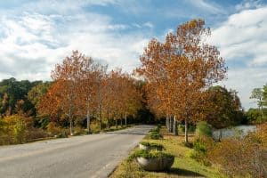 27 Best Trees to Plant in Indiana - Common & Native Varieties