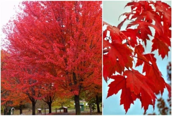 28 Best Common & Native Trees that Grow in Virginia