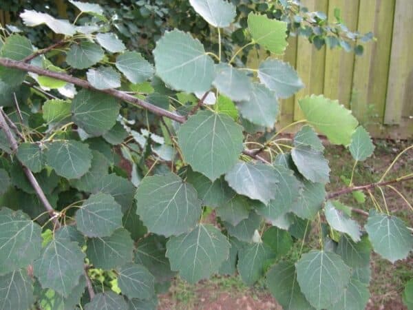 27 Best Trees to Plant in Indiana - Common & Native Varieties