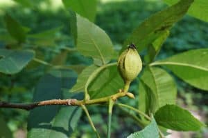 8 Nut Trees to Grow in Indiana for Reliable Harvests
