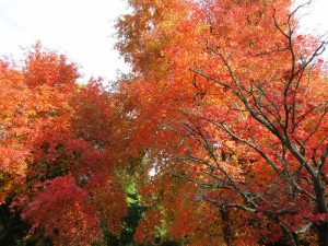 27 Best Trees to Plant in Indiana - Common & Native Varieties