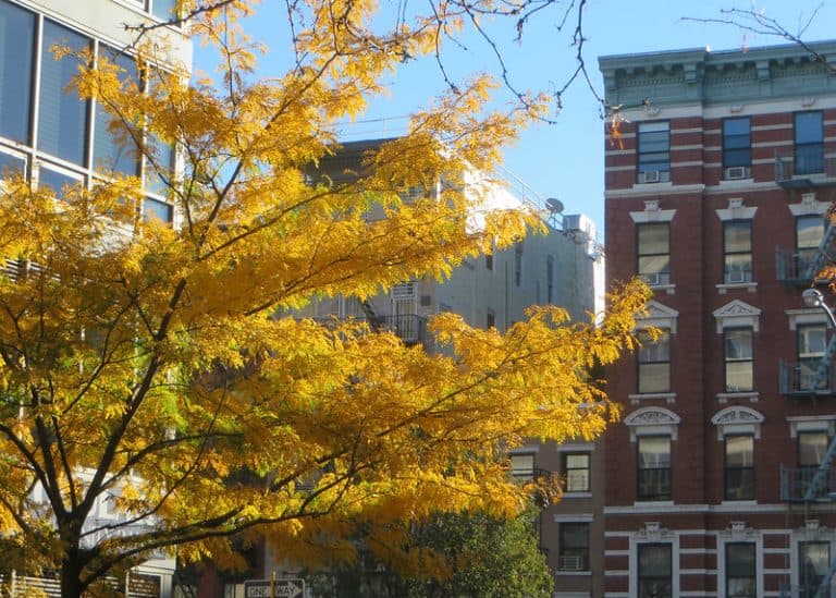 28 Best Common & Native Trees that Grow in Virginia