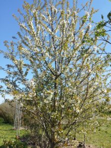 15 Best Fruit Trees to Grow in Texas for Bountiful Harvests