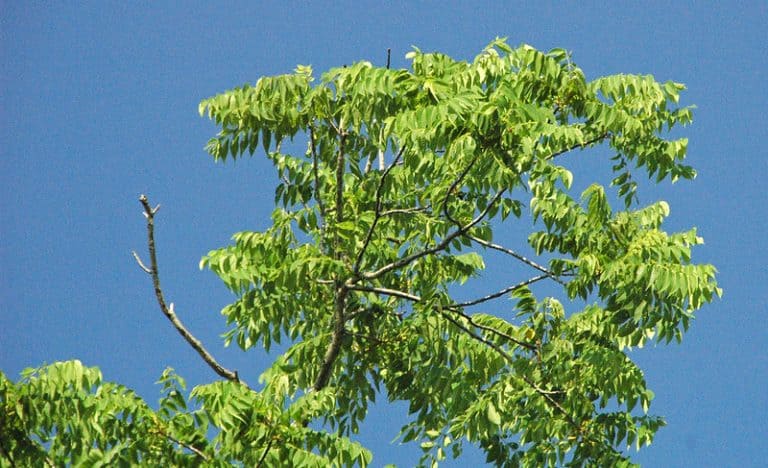 8 Nut Trees to Grow in Indiana for Reliable Harvests