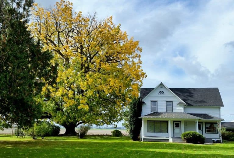 28 Best Common & Native Trees that Grow in Virginia