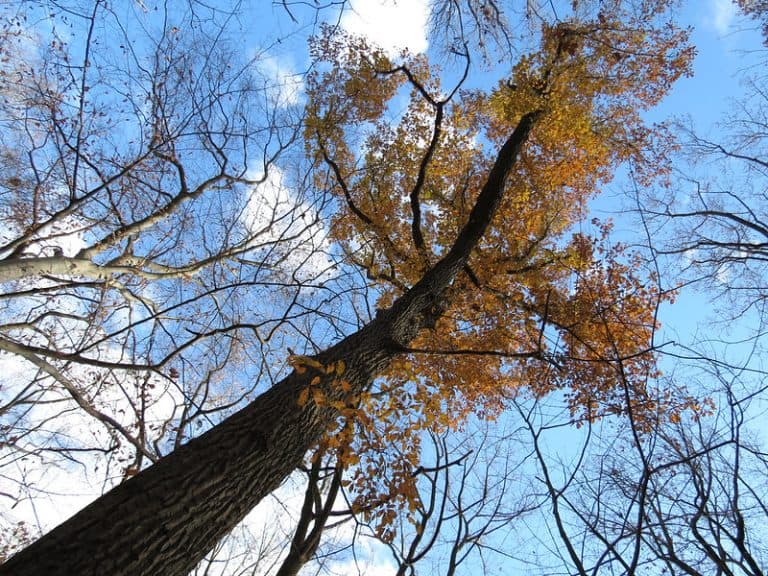 10 Different Types of Oak Trees That Grow in Virginia