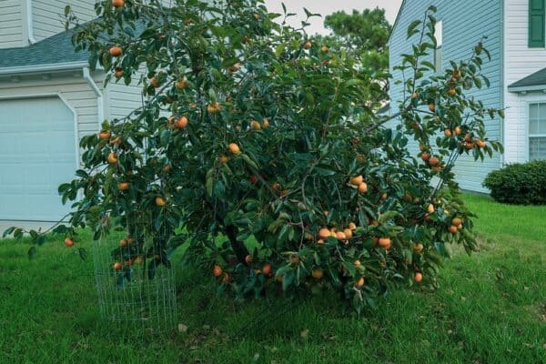 27 Best Trees to Plant in Indiana - Common & Native Varieties