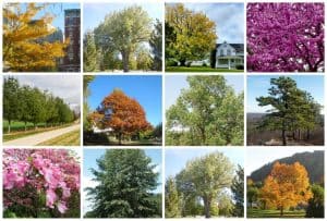 6 Edible & Native Nut Trees That Grow in Virginia